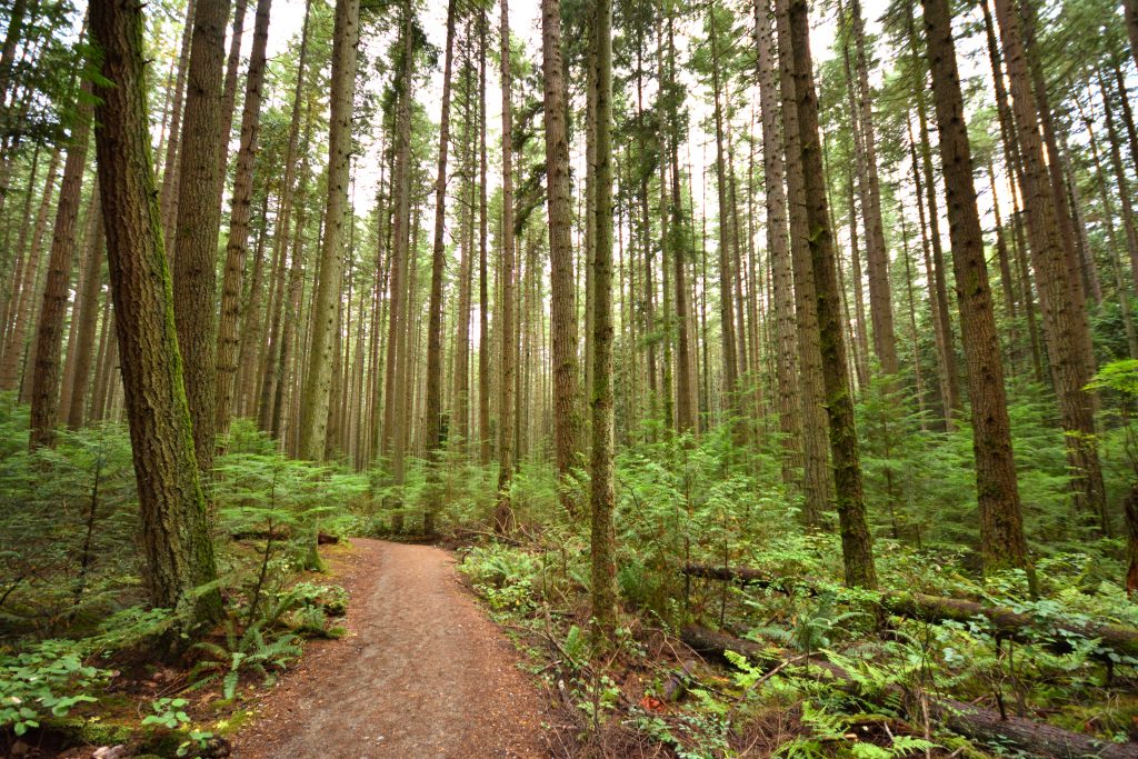 Hiking @ Pacific Spirit Regional Park (UBC)